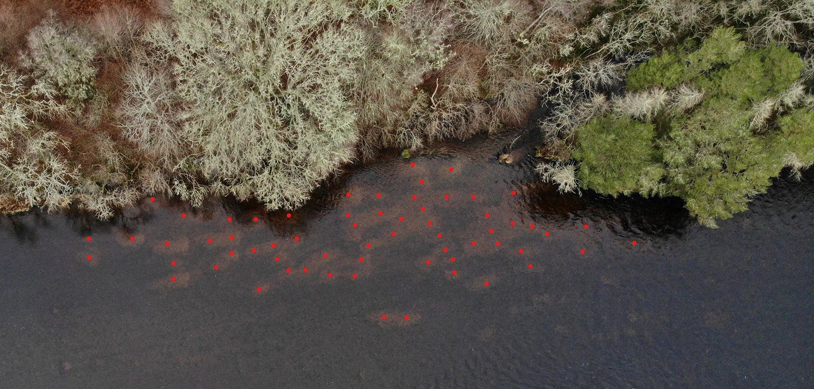 Redd Counts | Ness District Salmon Fishery Board (NDSFB)